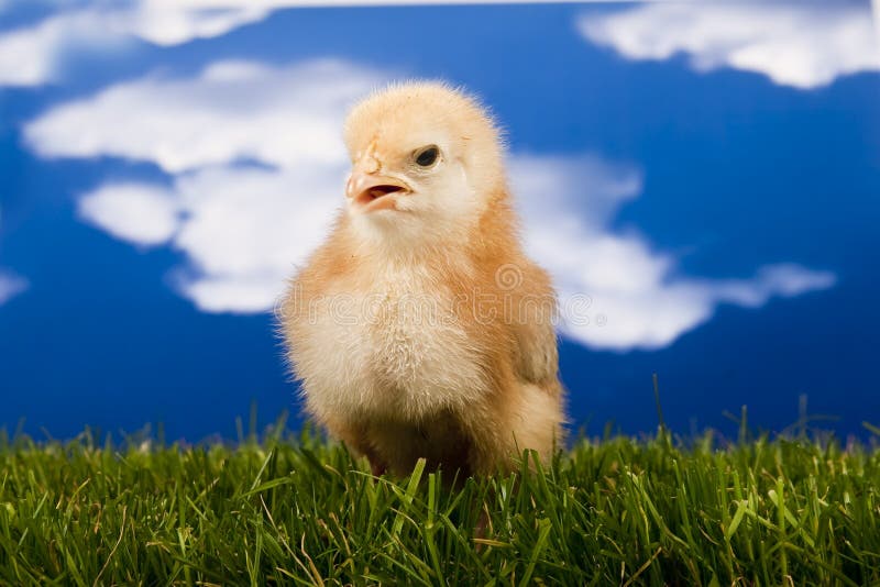 Little baby chicken stock image. Image of little, fluffy - 9591699