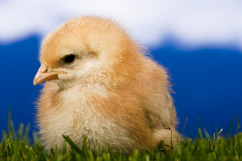 Little baby chicken stock image. Image of background, single - 9591969