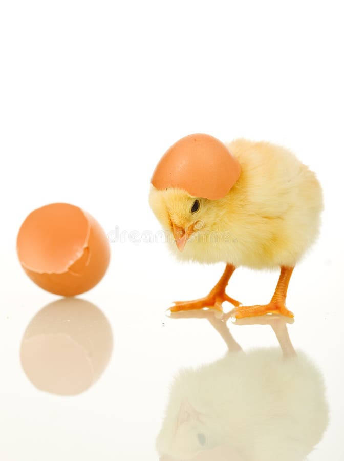 Little Baby Chicken with Egg Shell Stock Photo - Image of white, life ... Little Baby Chicken with Egg Shell Stock Photo - Image of white, life ...