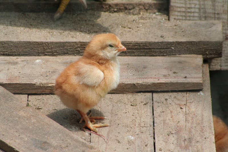 Little baby chicken stock photo. Image of bird, chicken - 22544944