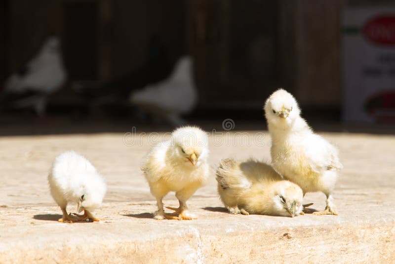 Little Baby Chickens stock image. Image of yellow, chick - 33016999