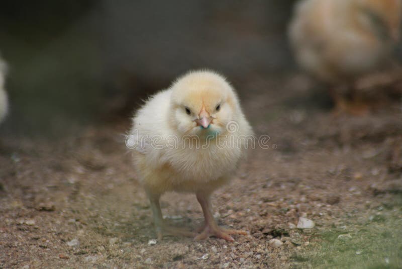 Little baby cicken stock image. Image of little, cick - 93017837