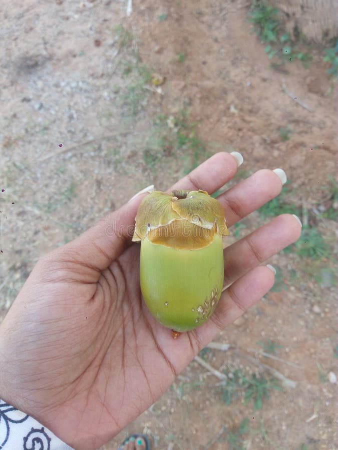 Little Coconut Tree Near By College First Block Stock Image - Image of ...