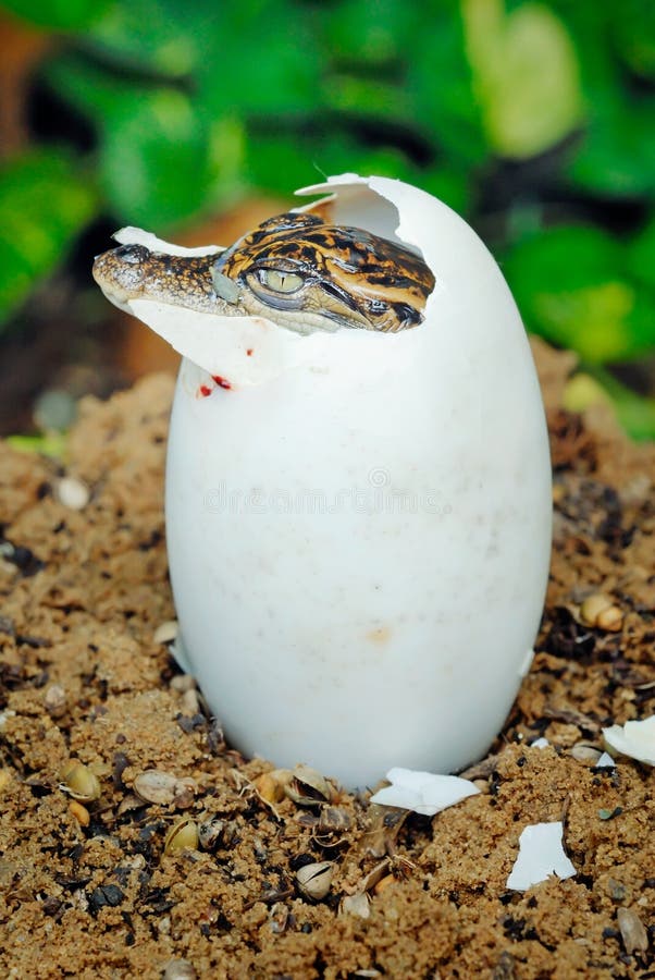 Three Young Nile Crocodiles Hatching from Eggs Stock Image - Image of ...