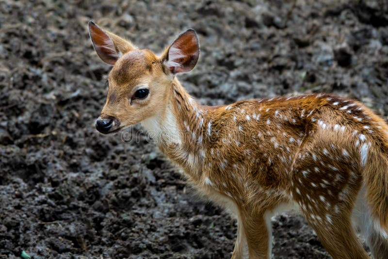 A Little Baby Deer in the Zoo Stock Image - Image of safari, life ...