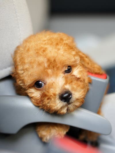 Little baby dog stock image. Image of cute, little, lovely - 15566557