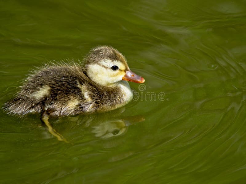 Little Baby Duck Alone in the Water Stock Photo - Image of springtime ...
