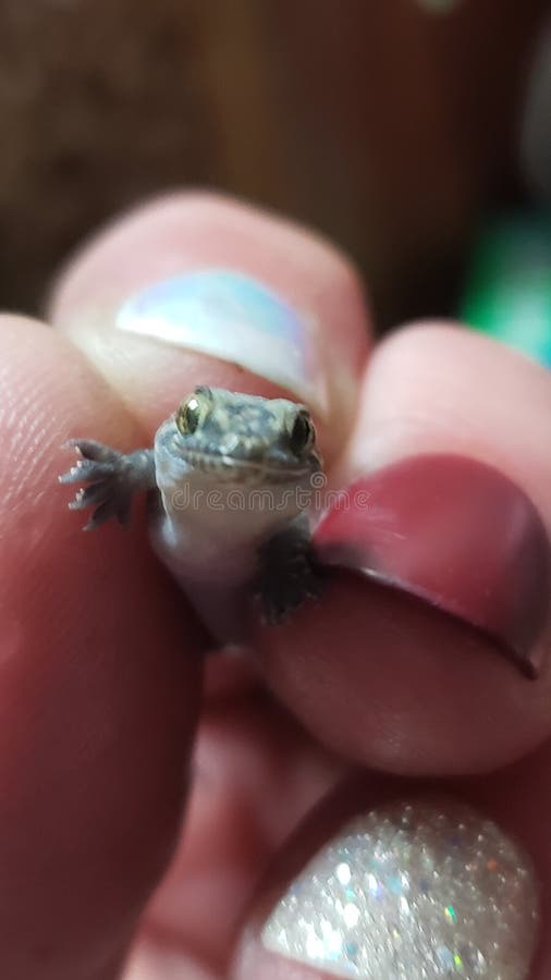 Little baby gecko 2 stock image. Image of green, pink - 201978901