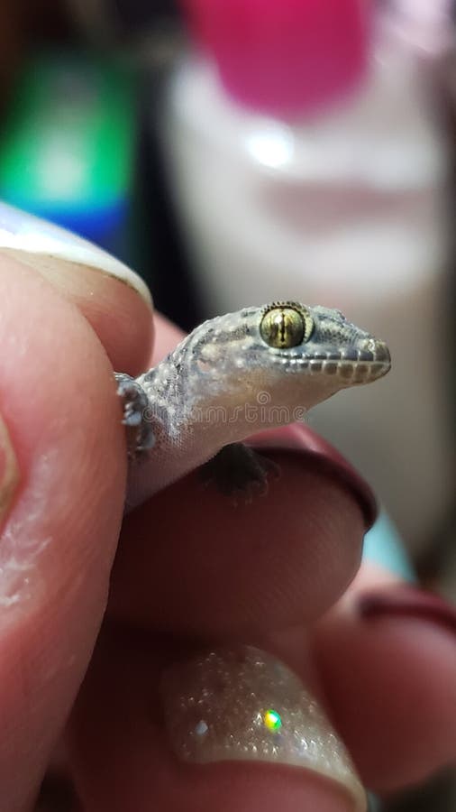 Baby Gecko stock photo. Image of gecko, reptiles, baby - 52506112