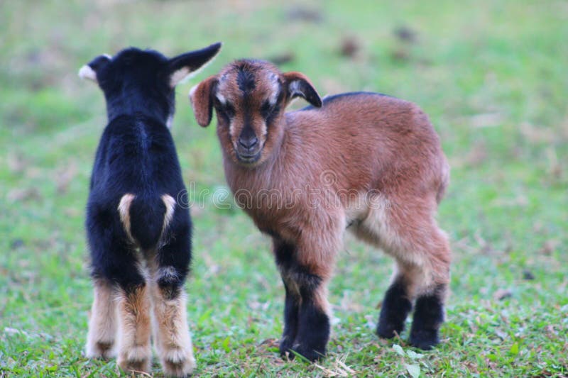 Little baby goat look cute stock photo. Image of cute - 137979582
