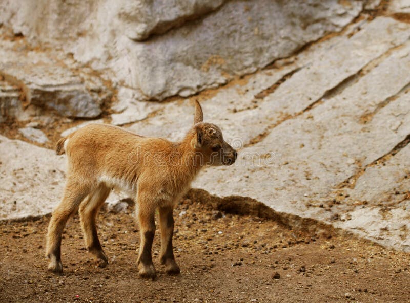 Little baby goats stock photo. Image of naughty, male - 49900412
