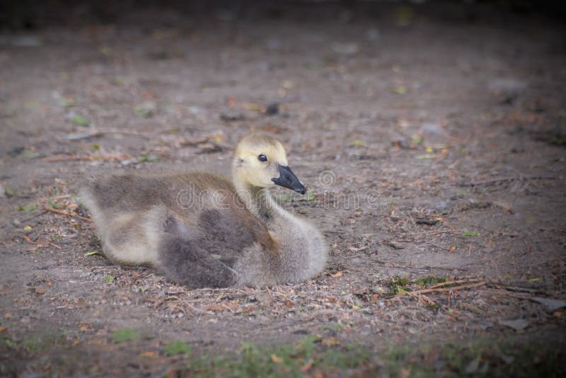 Little Baby Goose on Ground Stock Photo - Image of summer, planet: 80736488