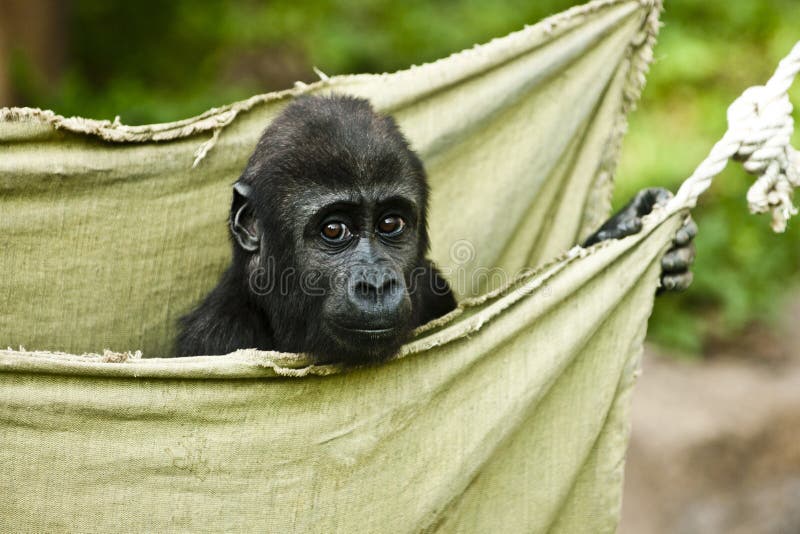 Small Gorilla stock photo. Image of look, rwanda, thoughtful - 25936920