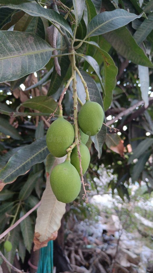 Little Baby Green Mangoes Stock Photos - Free & Royalty-Free Stock ...