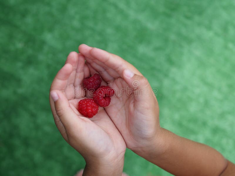 Little Baby Hands and Ripe Raspberry Berries Against Green Grass Stock ...