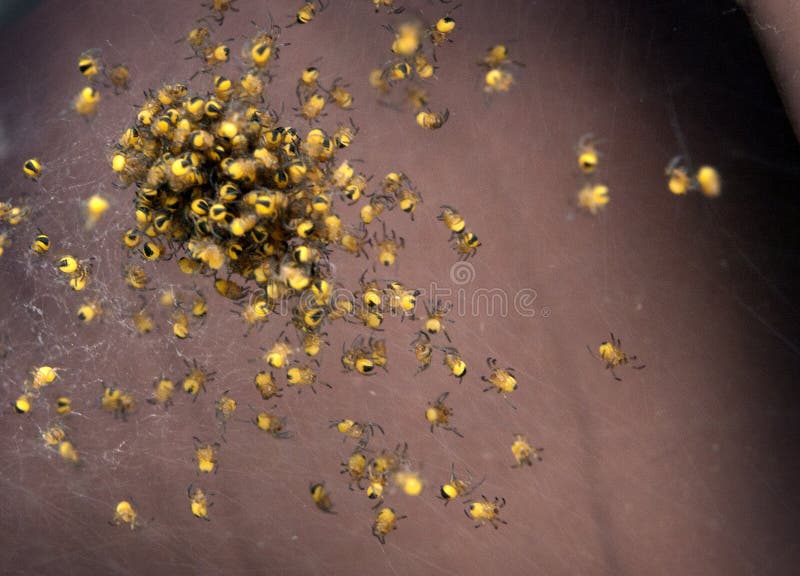 Little Baby Hatched Spiders Stock Image - Image of spider, baby: 143452419