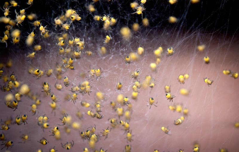 Little Baby Hatched Spiders Stock Photo - Image of abstract, spiders ...