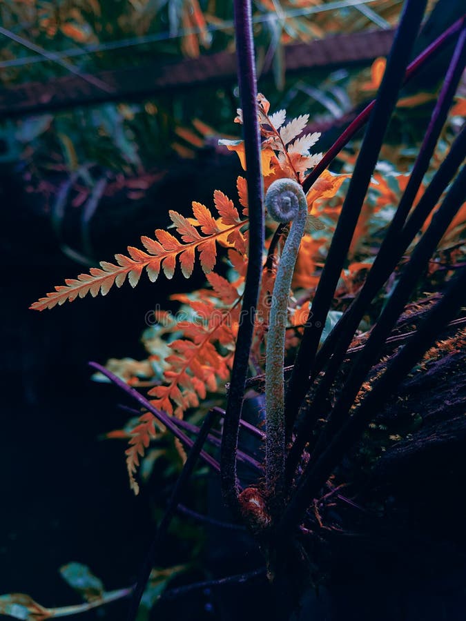 A little baby leaf stock photo. Image of flower, blue - 250862374