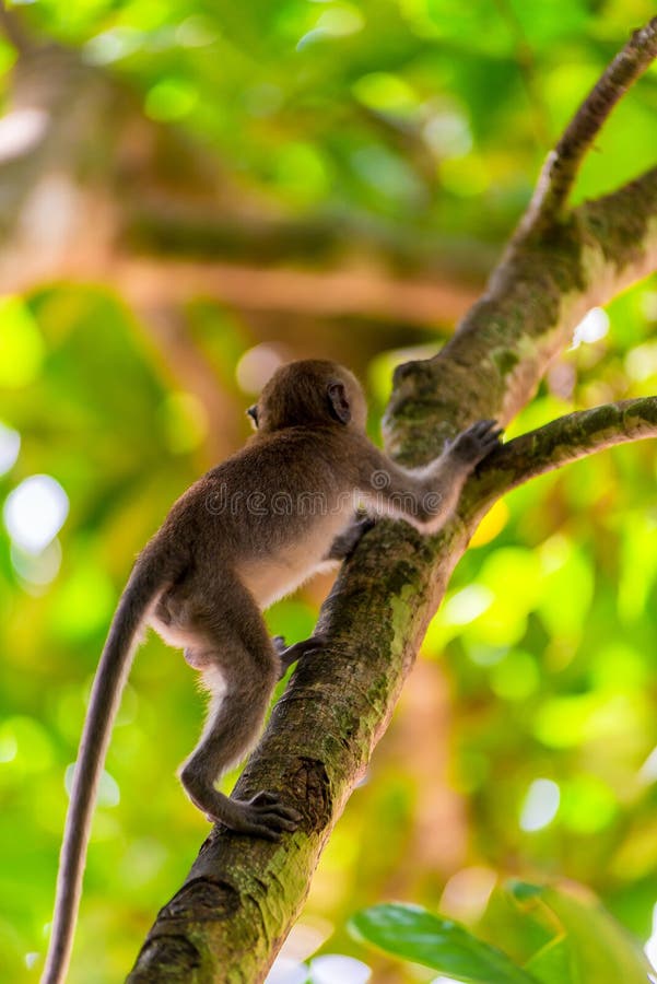 Little Baby Monkey Climbs a Tall Tree Stock Photo - Image of cute ... Little Baby Monkey Climbs a Tall Tree Stock Photo - Image of cute ...