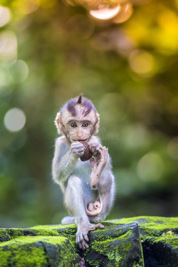 Little baby-monkey stock image. Image of animal, cute - 50972305
