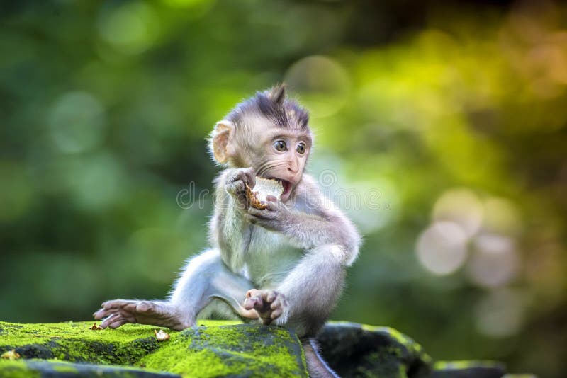 Little baby-monkey stock photo. Image of bali, animal - 50972574
