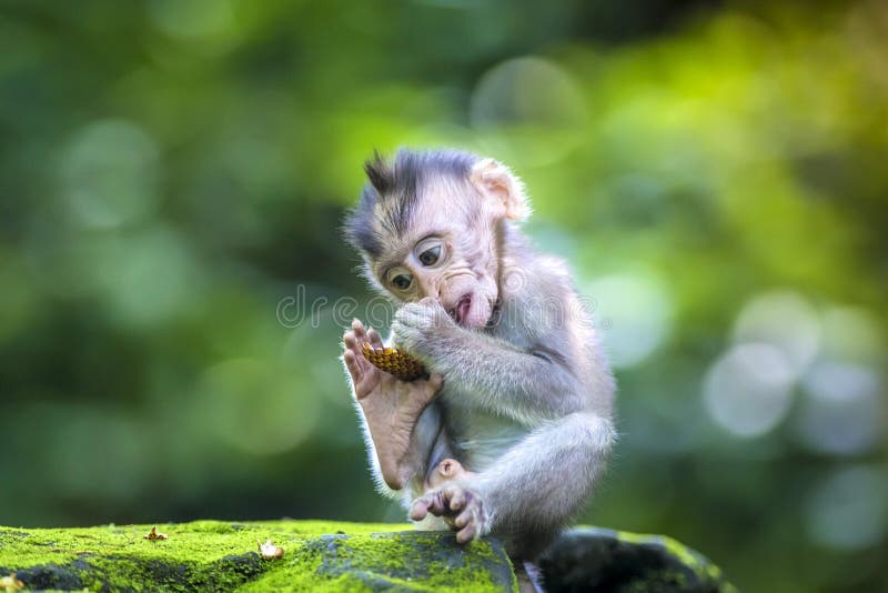 Little baby-monkey stock photo. Image of bali, grey, ubud - 50972626