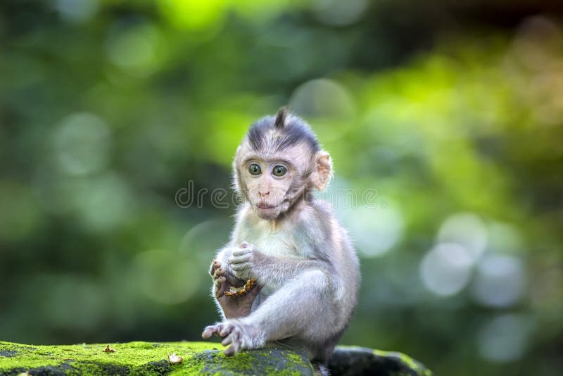 Little baby-monkey stock photo. Image of animal, grey - 50972938