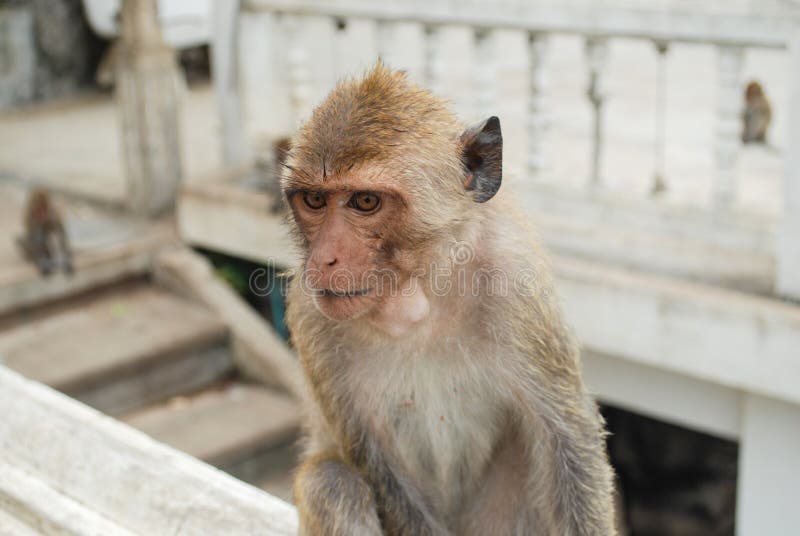 Little baby monkey stock image. Image of animal, natural - 135026139