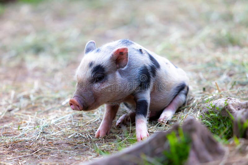 Pig stock photo. Image of forest, deer, park, walking - 121053944