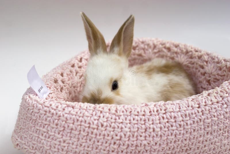 Sweet baby rabbits stock image. Image of isolated, tenderness - 3389375