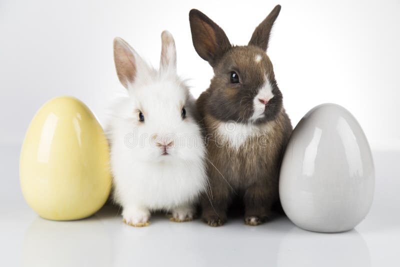 Little Baby Rabbit and Easter Eggs, White Background Stock Image ...