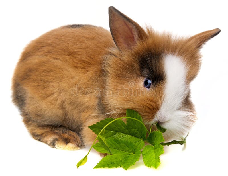 Little baby rabbit stock photo. Image of soft, isolation - 31139908