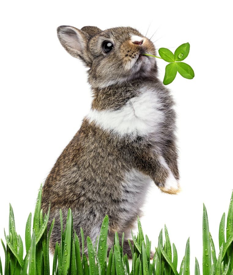 Little baby rabbit stock photo. Image of mammal, soft - 51207620