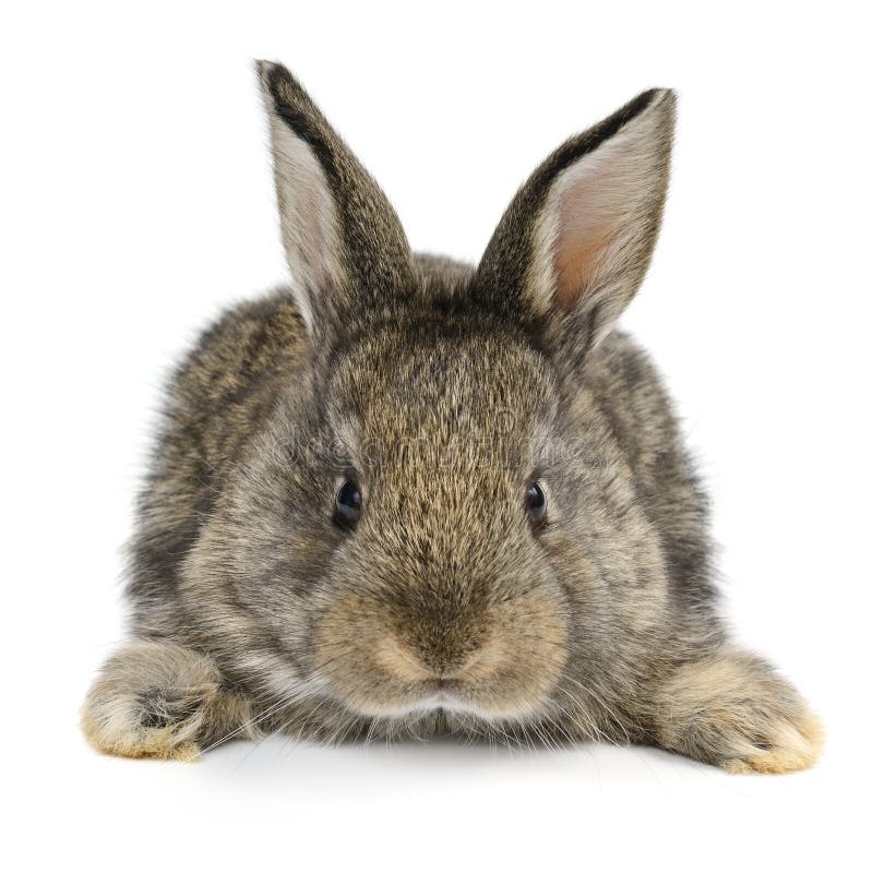 Little Baby Rabbit Isolated on White Stock Photo - Image of rabbit ...