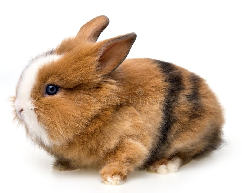 White rabbit stock image. Image of baby, youngling, downy - 3254909