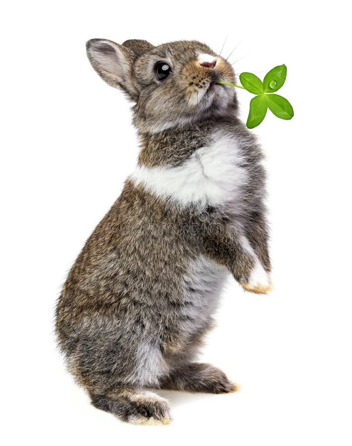 Little baby rabbit stock photo. Image of rodent, frightened - 38507858