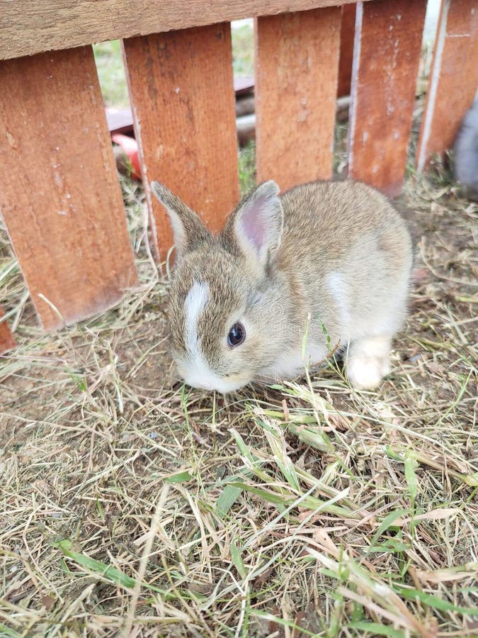 A Little Baby Rabbit is Sitting in the Garden Stock Image - Image of ...