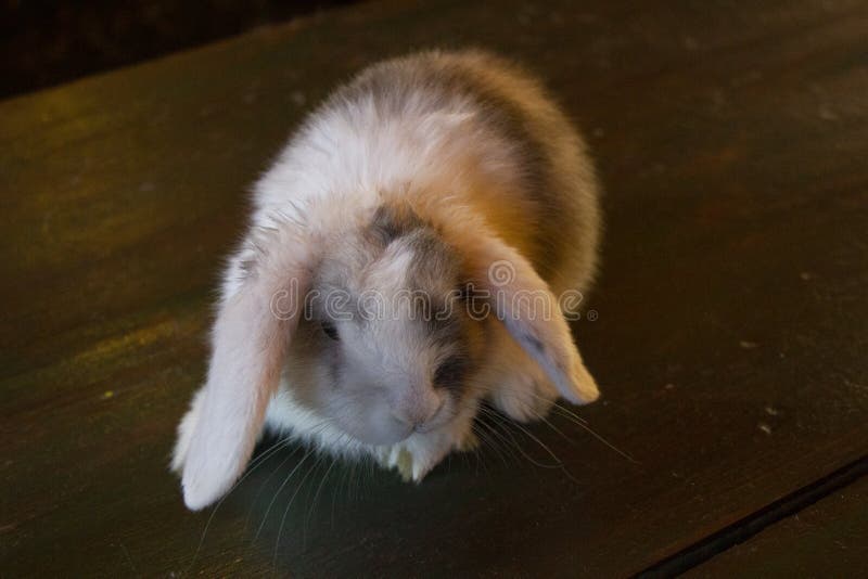 Little baby rabbit stock photo. Image of child, icon - 145428878