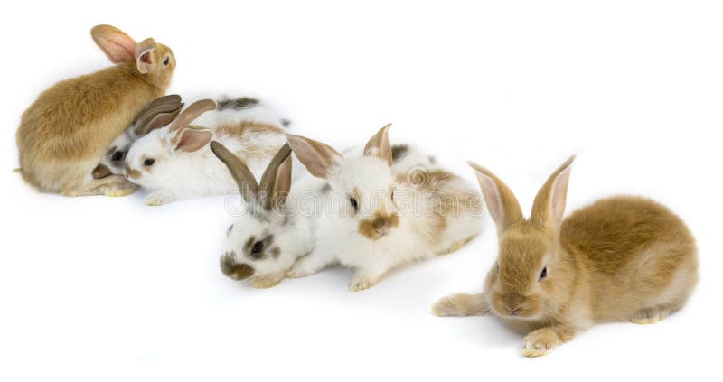 Sweet baby rabbits stock image. Image of isolated, tenderness - 3389375