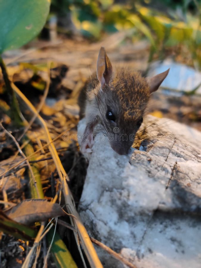 Little Baby Rat Face Picture Stock Image - Image of wildlife, bird ...