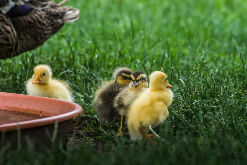 Little Baby Running Ducks Look Around Stock Image - Image of duck ...