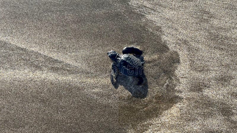 Little Baby Turtles for the First Time on the Beach Stock Image - Image ... Little Baby Turtles for the First Time on the Beach Stock Image - Image ...