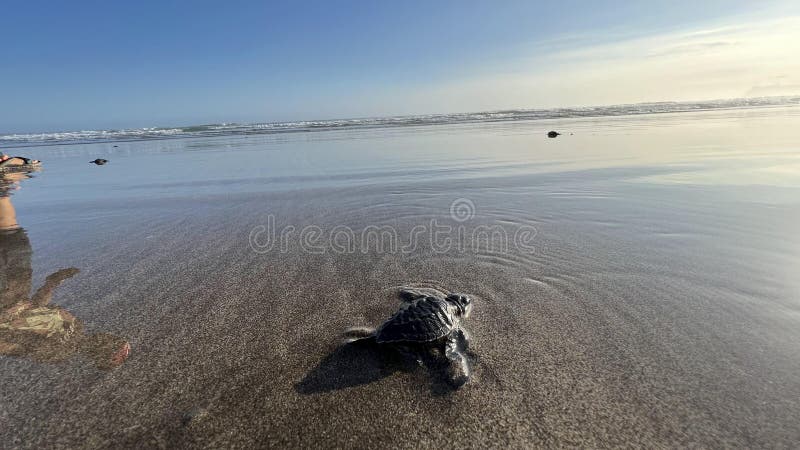 Little Baby Turtles for the First Time on the Beach Stock Photo - Image ... Little Baby Turtles for the First Time on the Beach Stock Photo - Image ...
