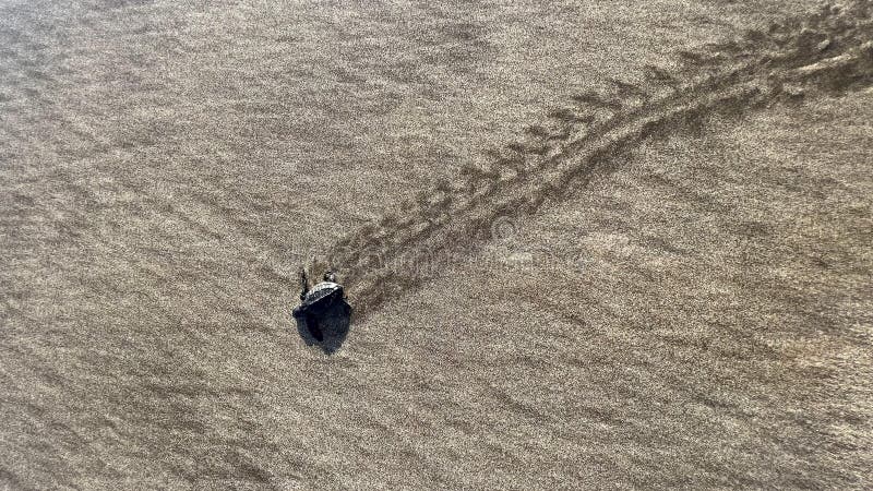 Little Baby Turtles for the First Time on the Beach Stock Image - Image ... Little Baby Turtles for the First Time on the Beach Stock Image - Image ...