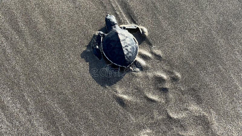 Little Baby Turtles for the First Time on the Beach Stock Photo - Image ... Little Baby Turtles for the First Time on the Beach Stock Photo - Image ...