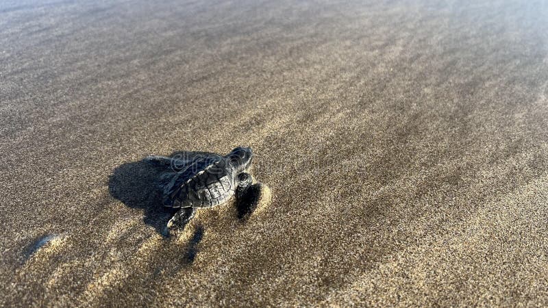 Little Baby Turtles for the First Time on the Beach Stock Photo - Image ... Little Baby Turtles for the First Time on the Beach Stock Photo - Image ...