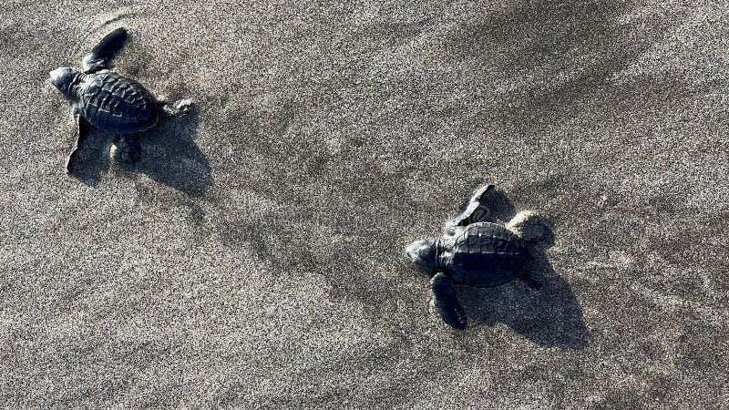 Little Baby Turtles for the First Time on the Beach Stock Image - Image ... Little Baby Turtles for the First Time on the Beach Stock Image - Image ...