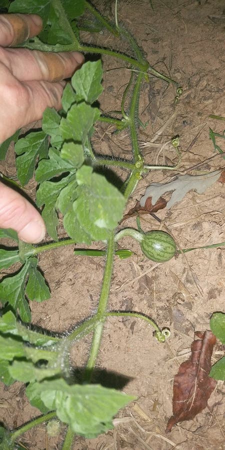 Little baby watermelon stock image. Image of leaf, branch - 232952417