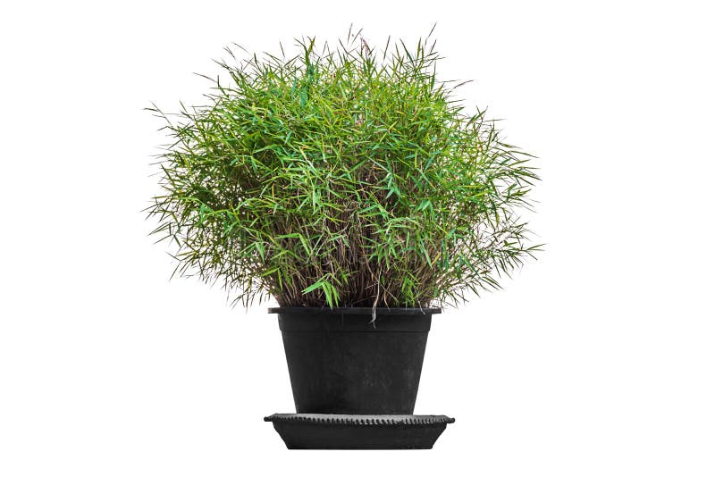 Little Bamboo. stock image. Image of isolation, summer - 48011645