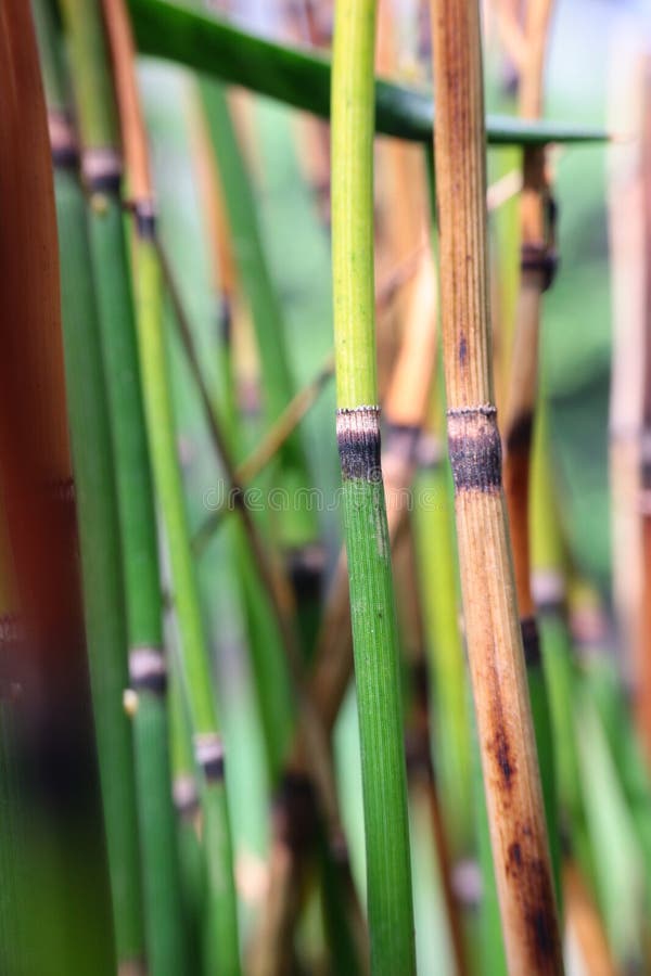Little bamboo stock photo. Image of bamboo, tree, green - 138473382
